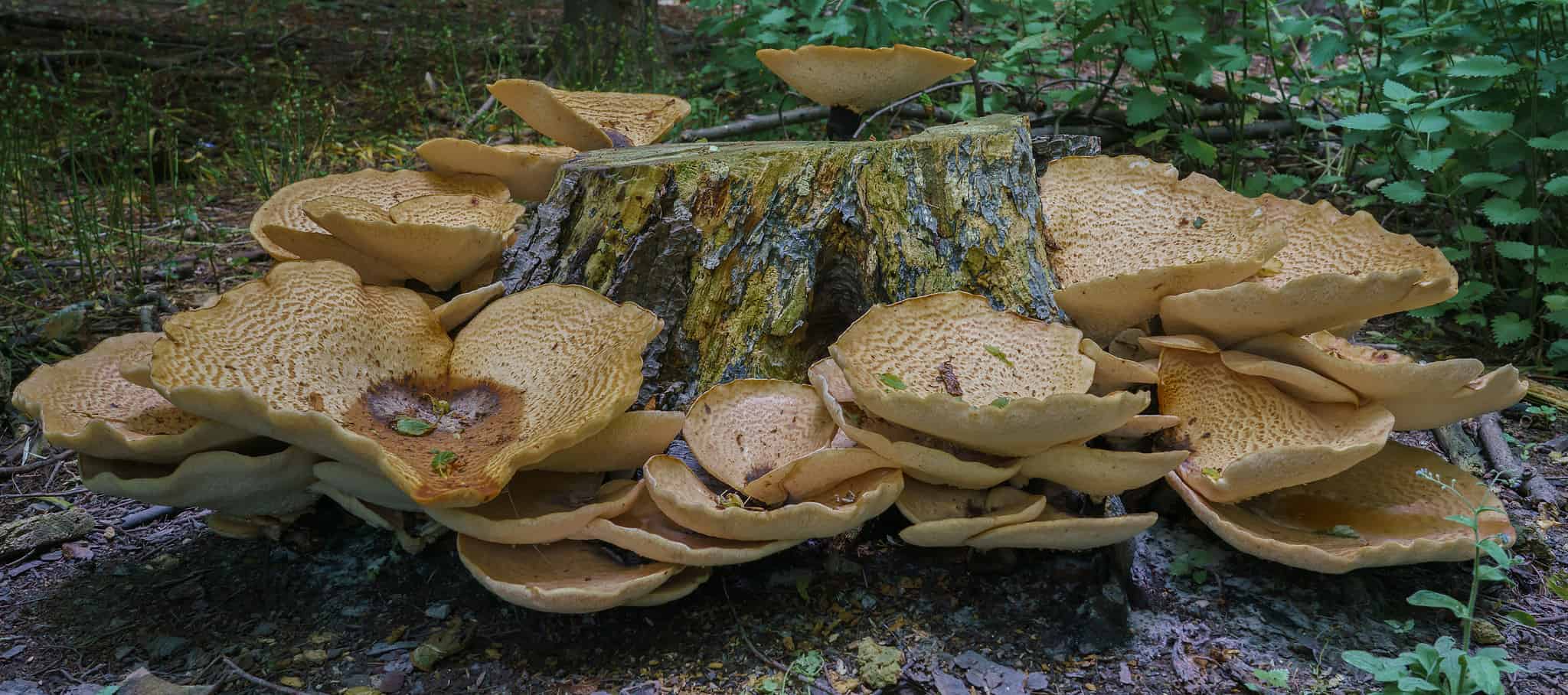 How to Store Pheasant Back Mushrooms - AZ Animals