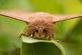 The 12 Most Common Moths You'll Find in Ohio - A-Z Animals