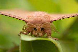 The 12 Most Common Moths You'll Find in Ohio - A-Z Animals