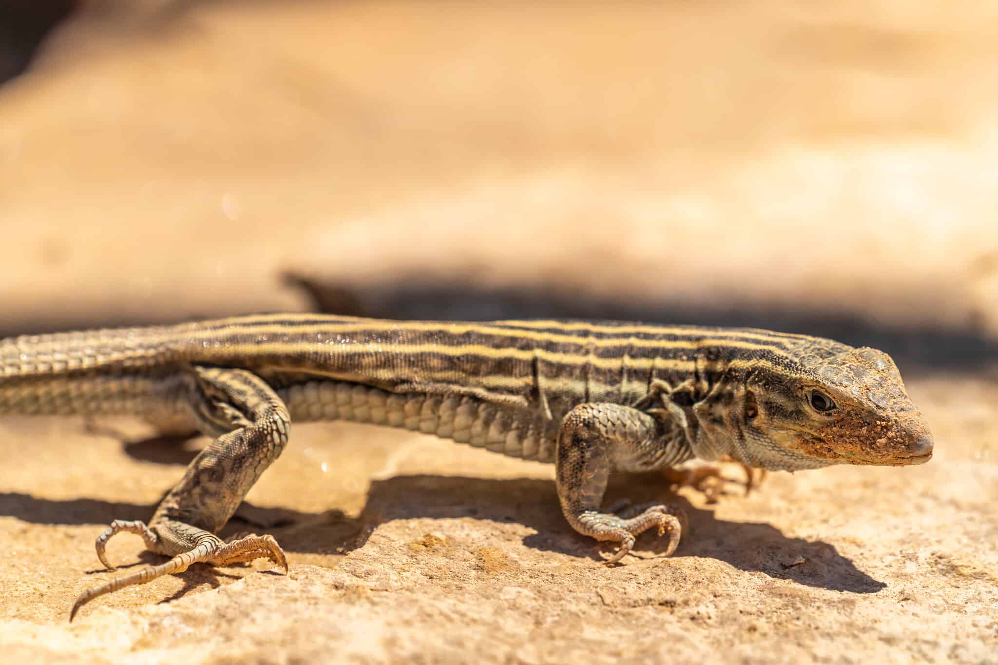 Whiptail Lizard Animal Facts - A-Z Animals