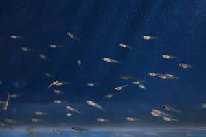 Discover 33 Sentinel Species: Why Are They So Important? - A-Z Animals