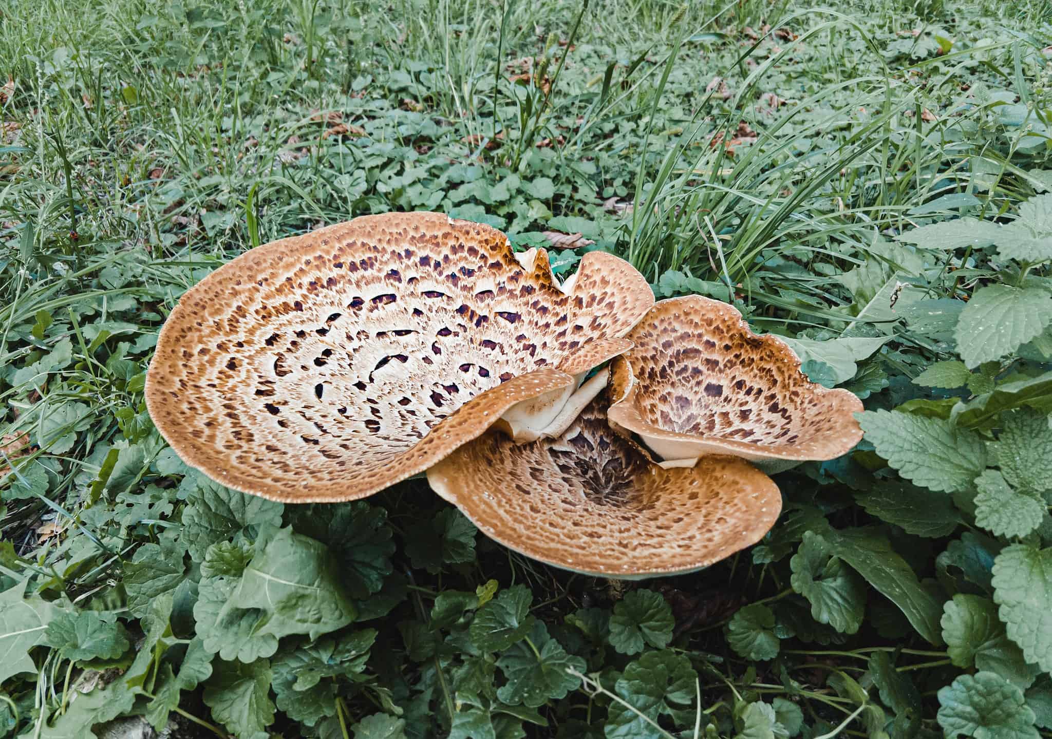 How to Store Pheasant Back Mushrooms - A-Z Animals