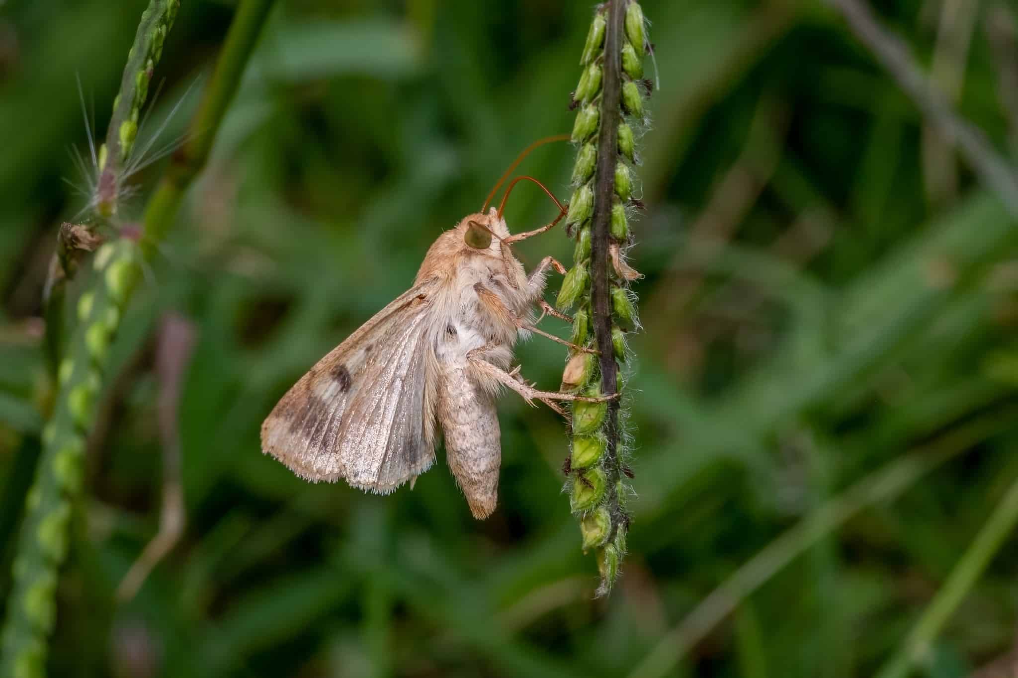 The 15 Most Common Moths You'll Find in Texas - A-Z Animals