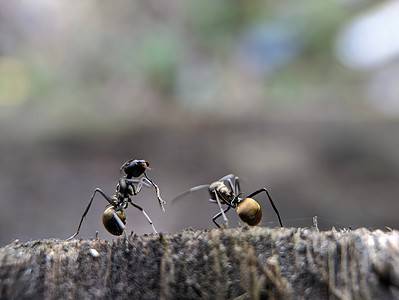 Discover the 6 Types of Ants Set to Emerge in Missouri