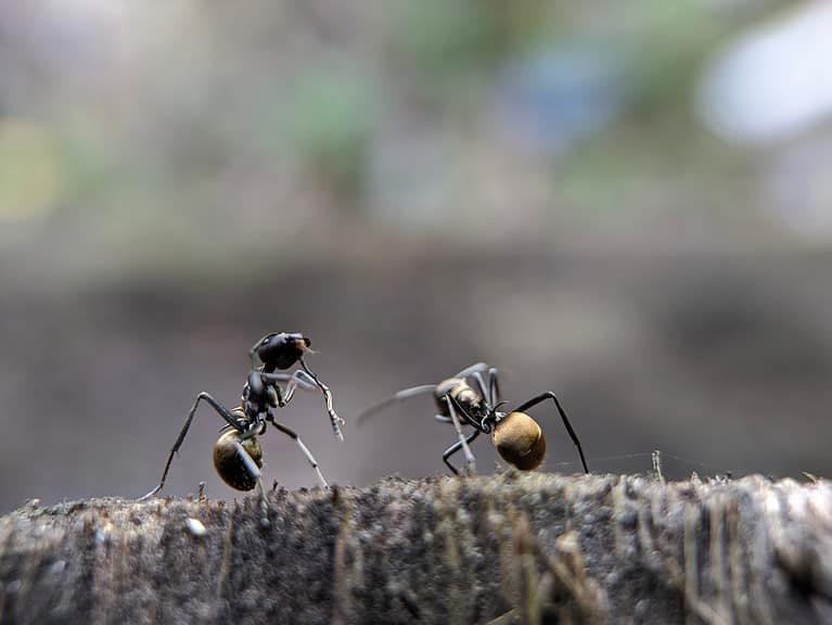 Discover the 6 Types of Ants Set to Emerge in Missouri