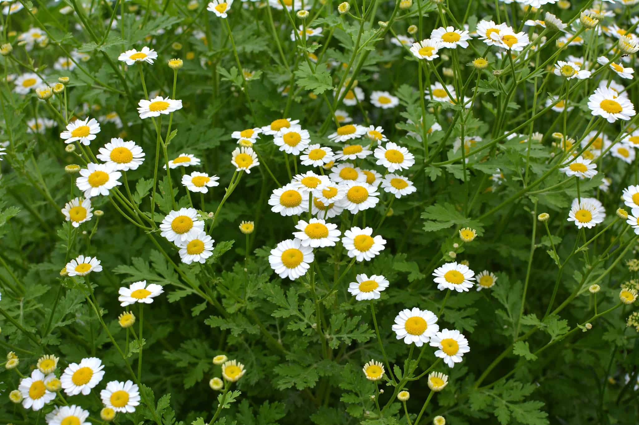 25 Plants That Start With F - A-Z Animals