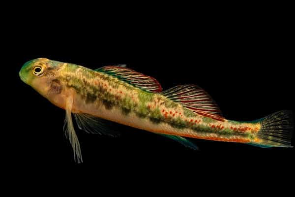 6 Popular Types Of Darter Fish - A-Z Animals