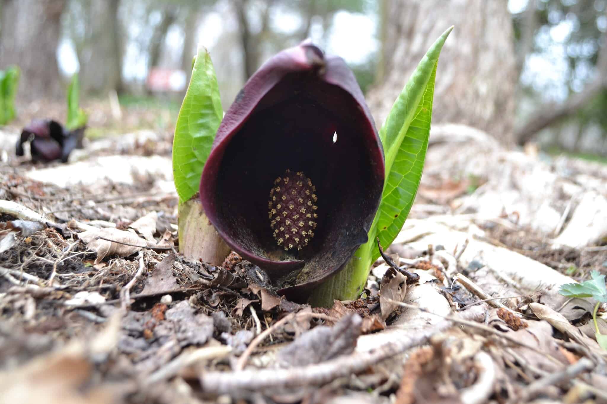 Discover 14 Smells That May Help Repel Snakes' Prey - A-Z Animals
