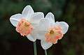 15 Gorgeous Flowers That Symbolize Forgiveness - A-Z Animals