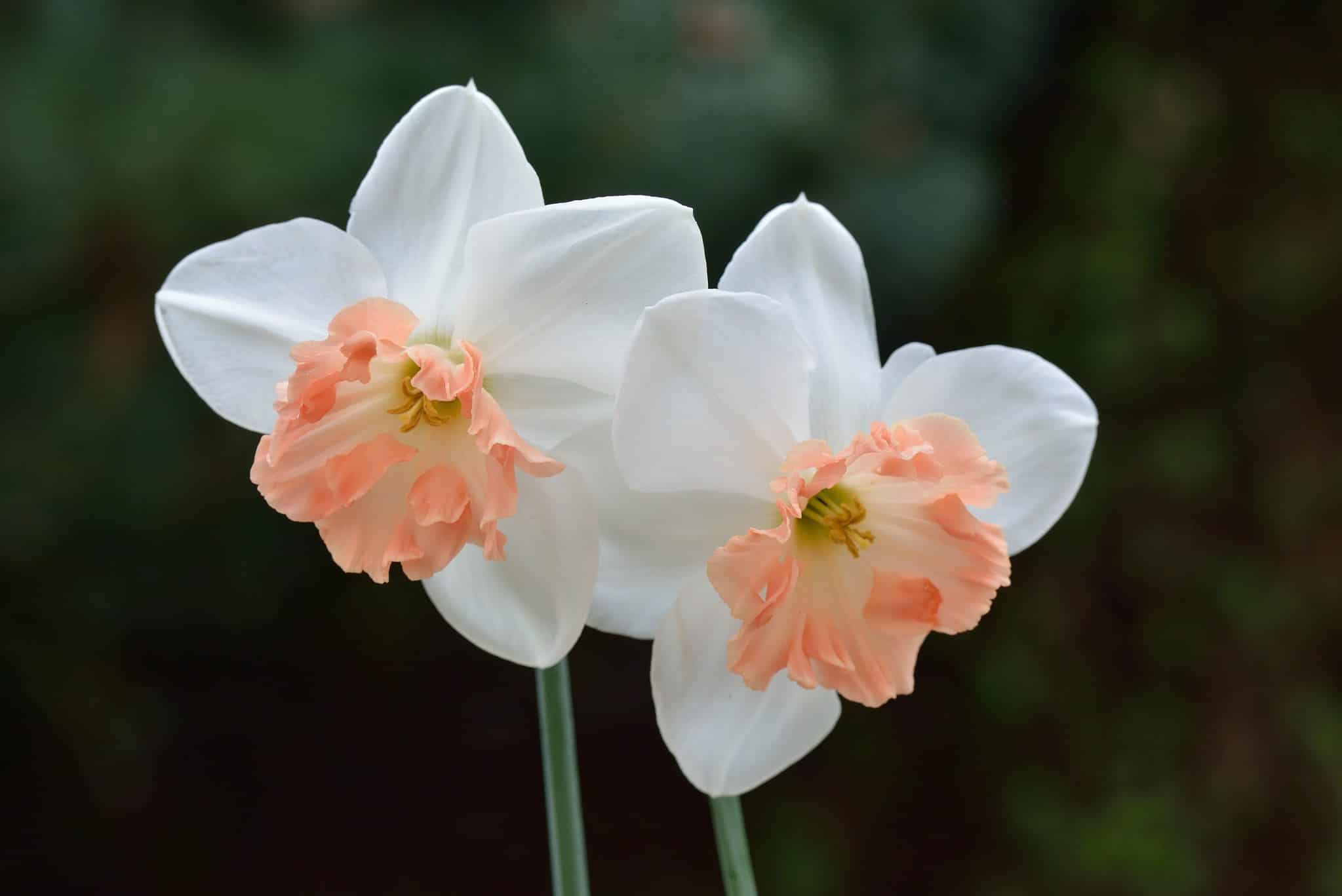 15 Gorgeous Flowers That Symbolize Forgiveness - A-Z Animals