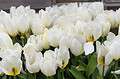12 Types of Miniature Tulips for Your Garden - A-Z Animals