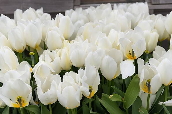 9 Types Of White Tulips for an Elegant Garden - A-Z Animals