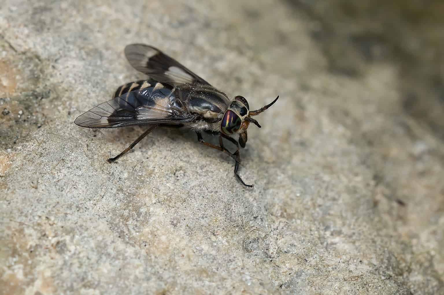 Discover Why Horseflies Bite and How to Treat a Bite - A-Z Animals