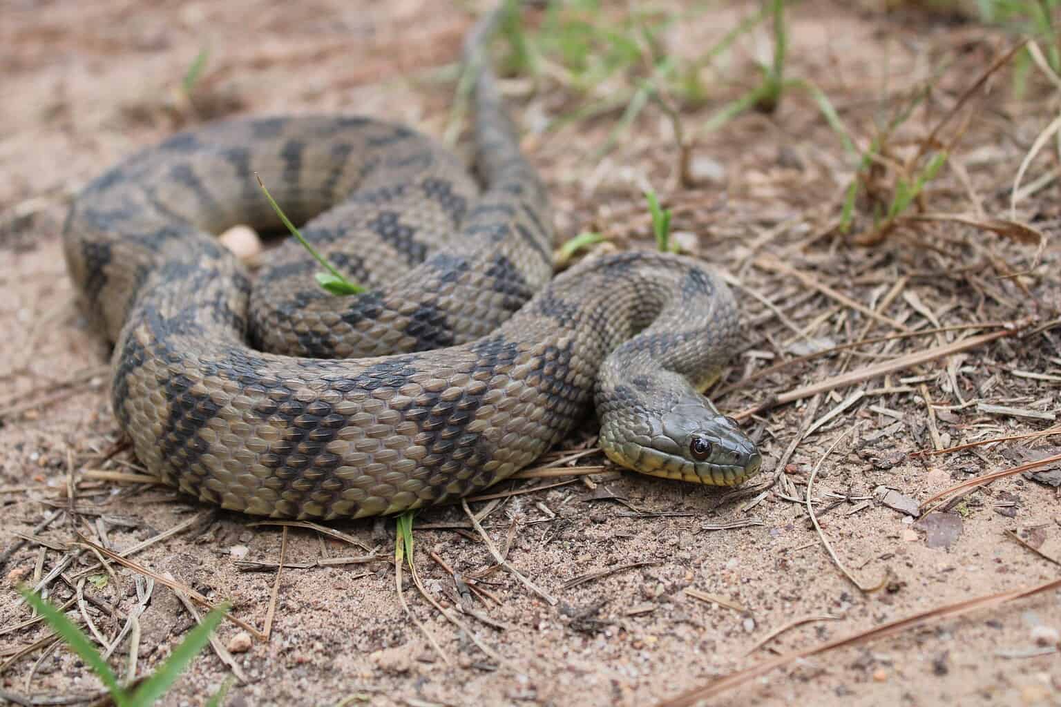 Beware of These 13 Water Snakes in Alabama - A-Z Animals