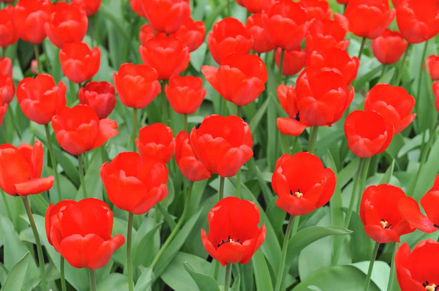 10 Types of Red Tulips to Brighten Your Garden - A-Z Animals