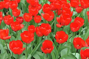 10 Types of Red Tulips to Brighten Your Garden - A-Z Animals