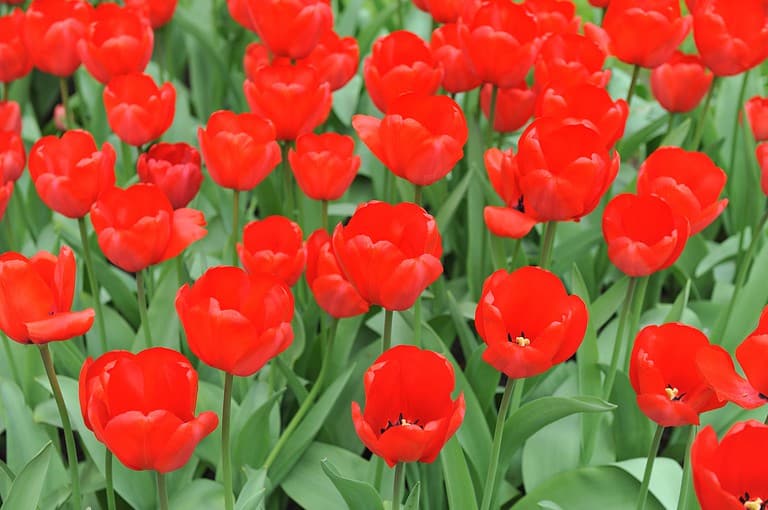 10 Types of Red Tulips to Brighten Your Garden - A-Z Animals