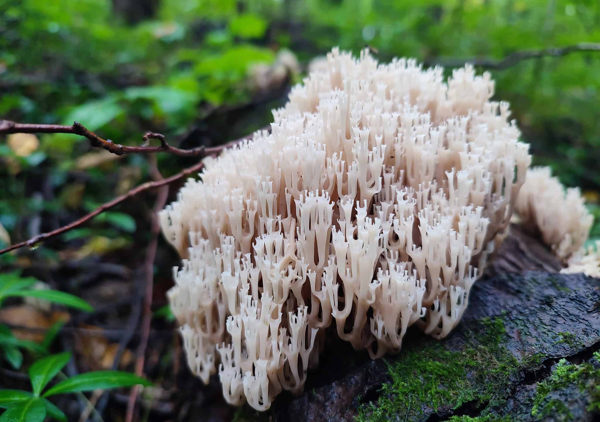 8 Types of Coral Mushrooms - A-Z Animals
