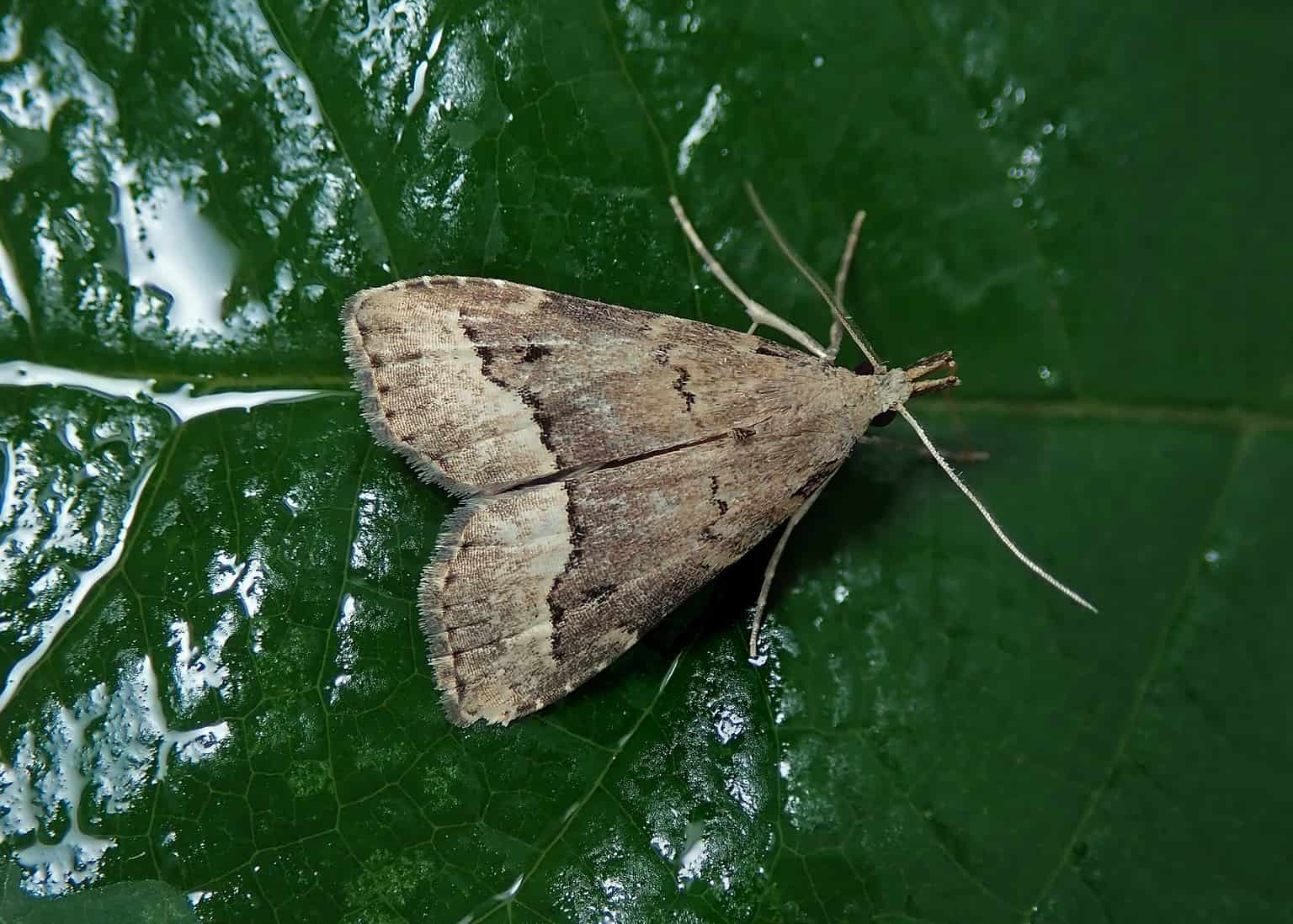 Discover The 7 Moths That Destroy Crops - A-Z Animals