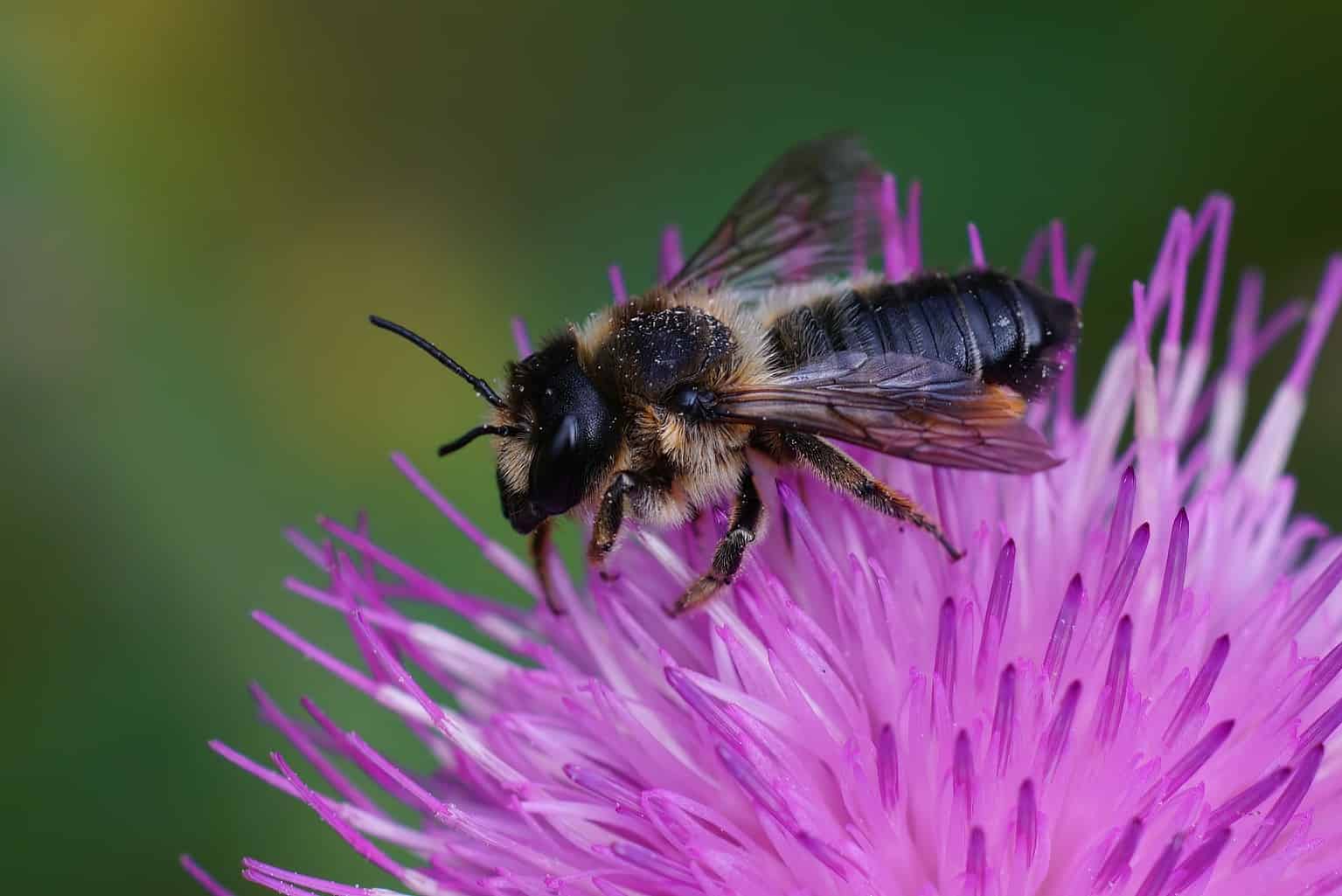 How Long Does a Queen Bee Live? - A-Z Animals
