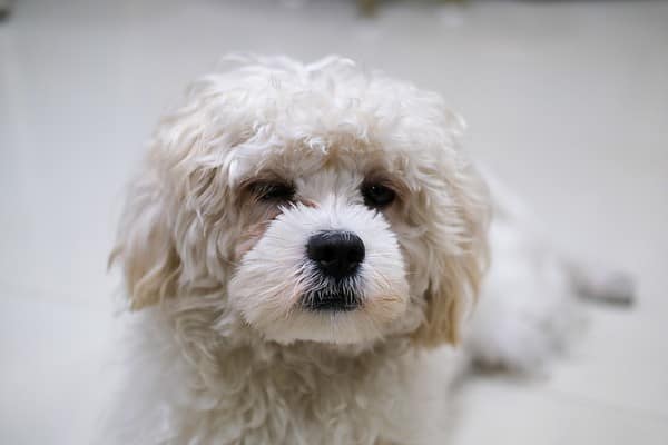 Maltipoo Animal Facts - Canis lupus familiaris - A-Z Animals