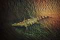 Discover How Fast Crocodiles Can Swim: Top Speeds and Interesting Facts ...
