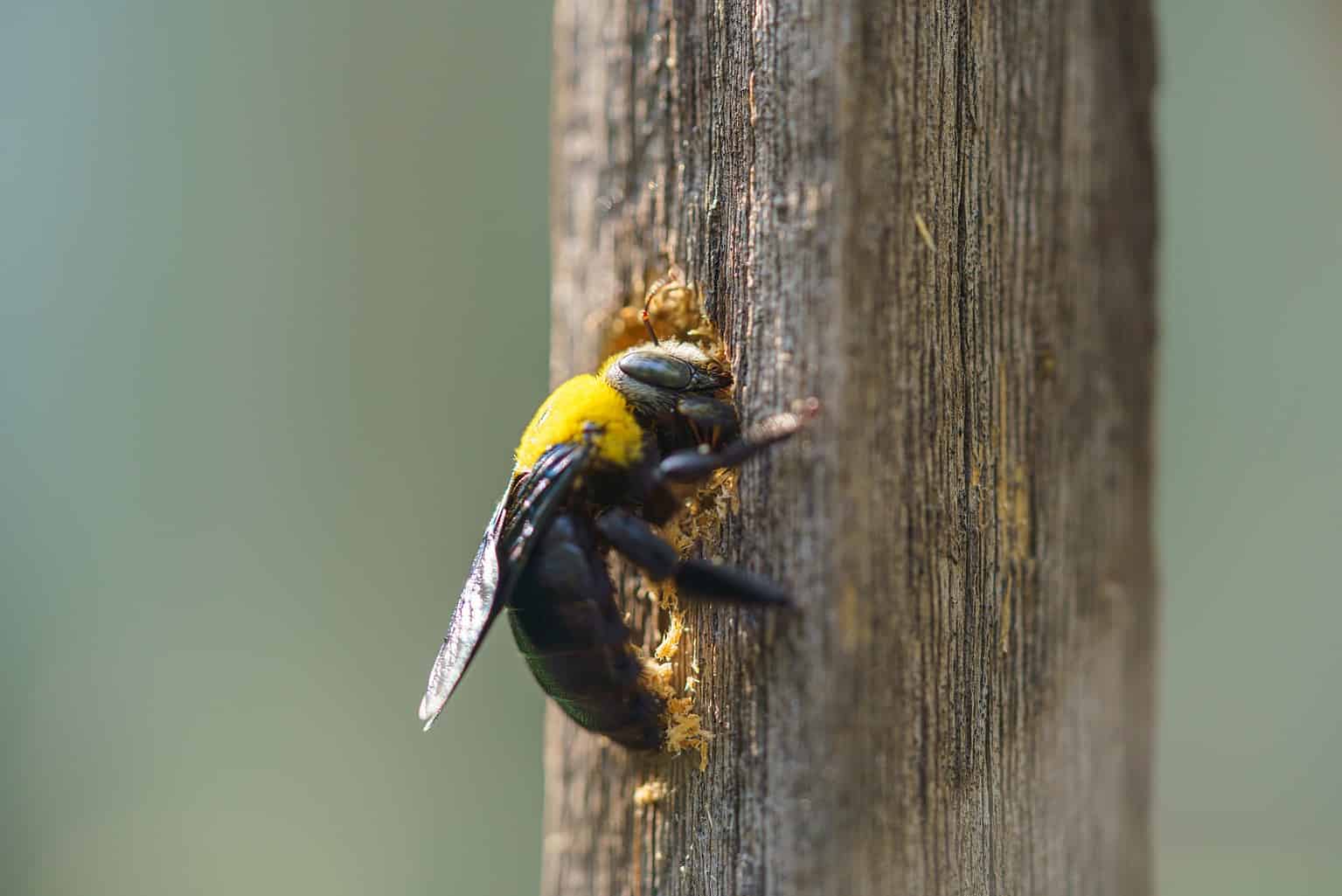 Carpenter Bee vs. Bumblebee: What Are the Differences? - A-Z Animals