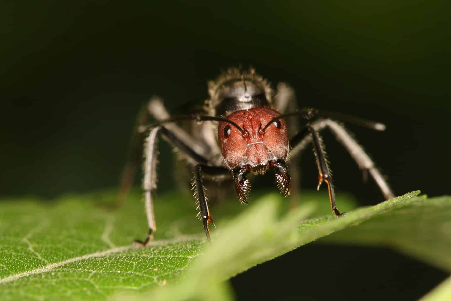 Discover the 6 Types of Ants Set to Emerge in Missouri