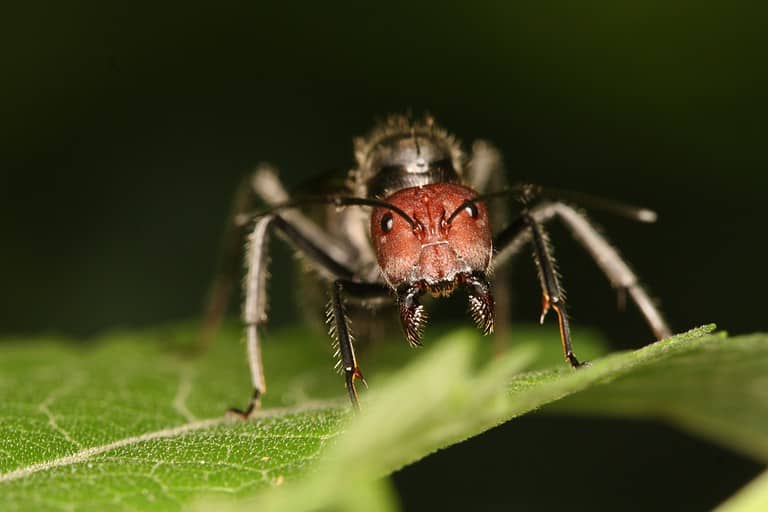 Discover the 7 Types of Ants Set to Emerge in Washington State This ...