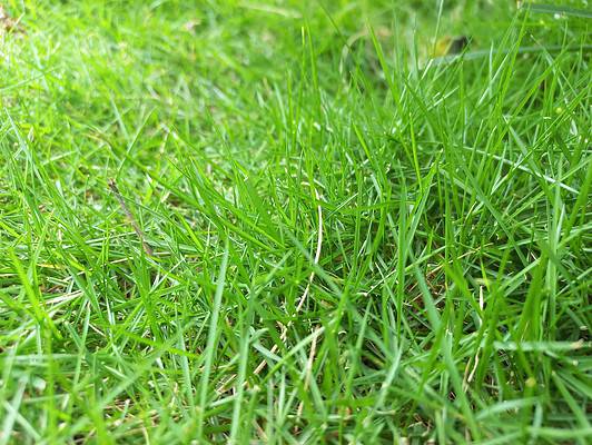 The Top 6 Best Grass Types that Thrive in Alabama - AZ Animals