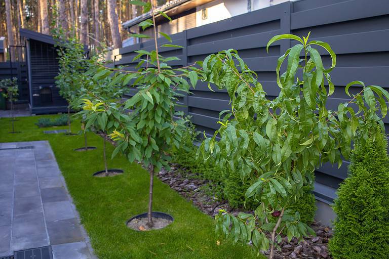 How Often Do You Water a Newly Planted Tree? 9 Important Tips for ...