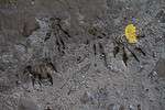 Rat Tracks: Identification Guide for Snow, Mud, and More - A-Z Animals