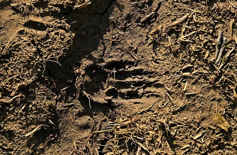 Badger Tracks: Identification Guide for Snow, Mud, and More - A-Z Animals
