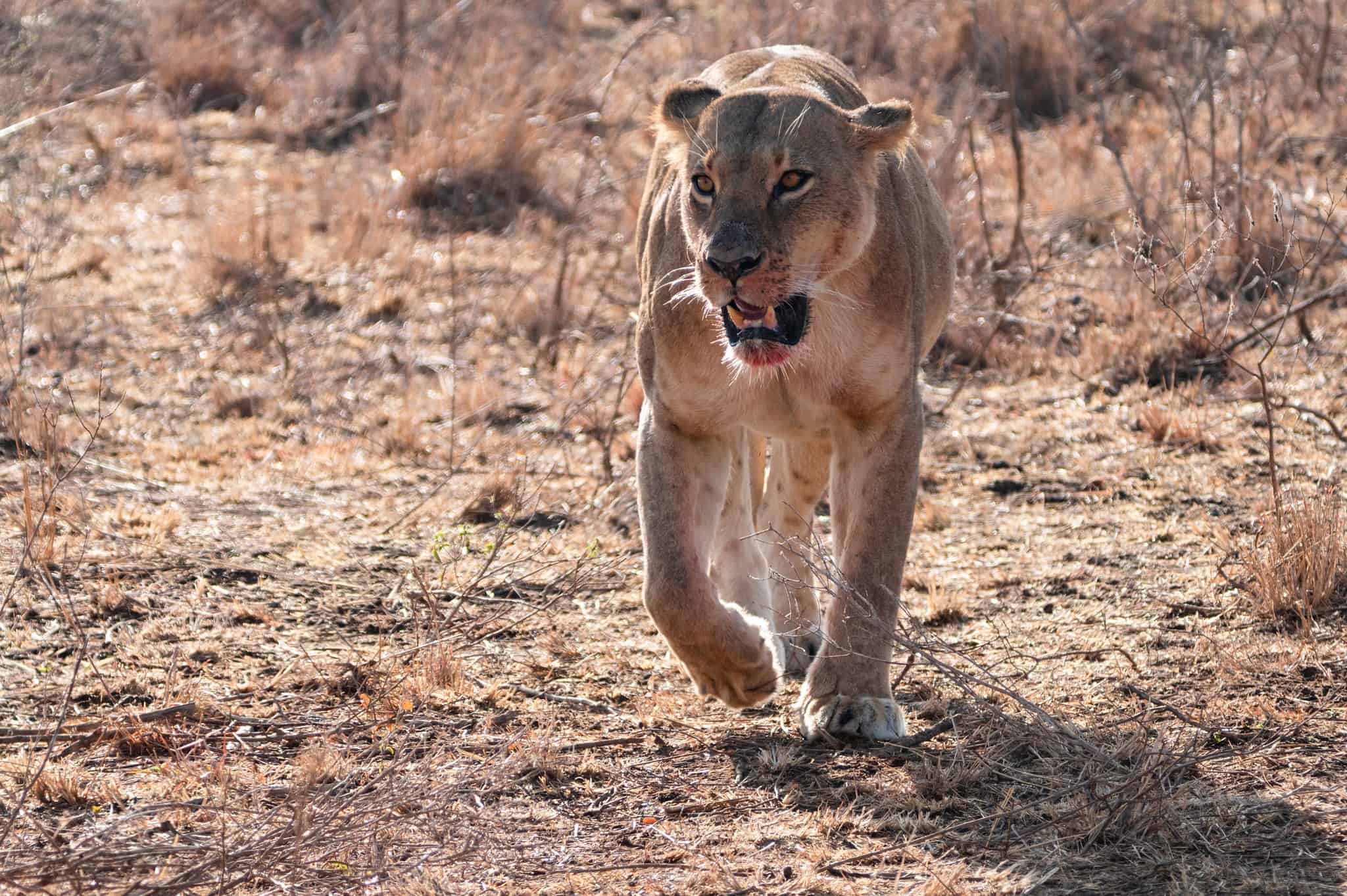 Why Lionesses Are the True Leaders of the Pride - A-Z Animals