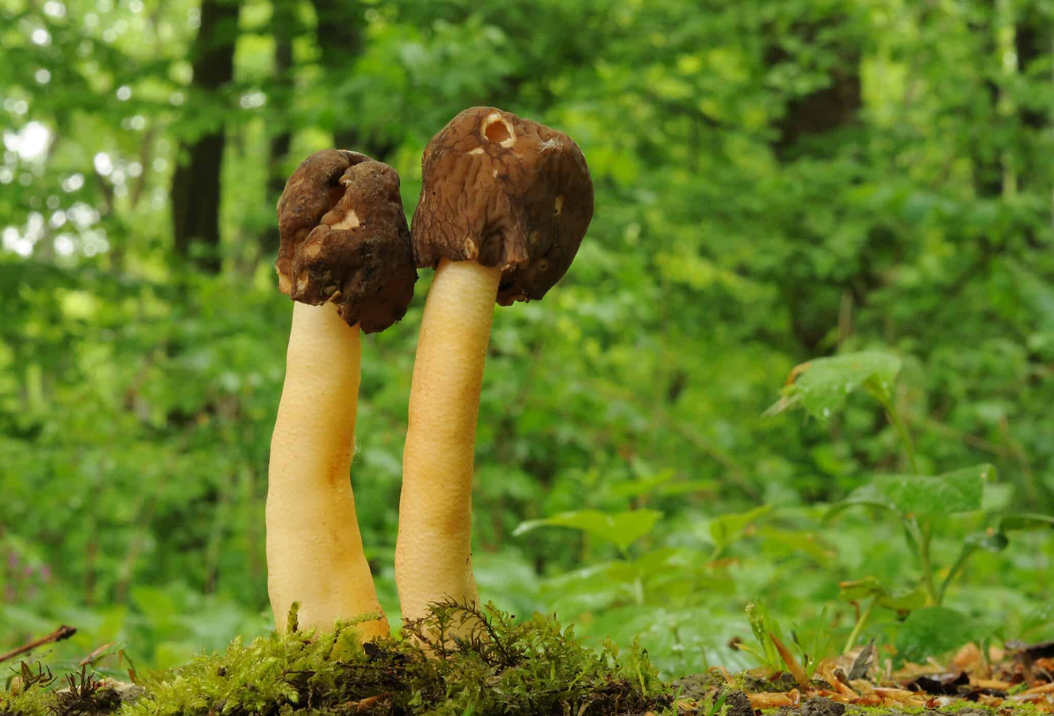 4 Mushrooms That Look Like Morels - A-Z Animals