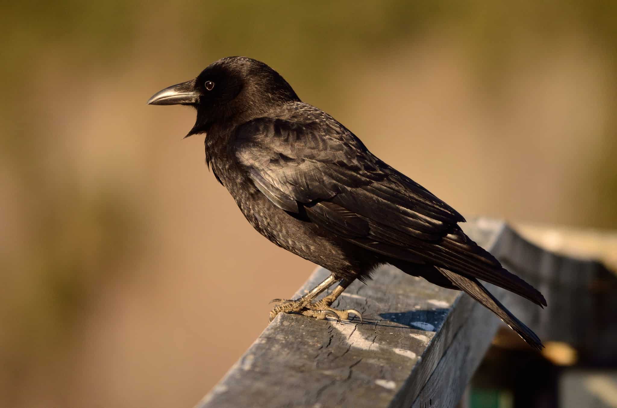 Why Do Crows Caw So Loudly? The Top 7 Reasons Explained - A-Z Animals