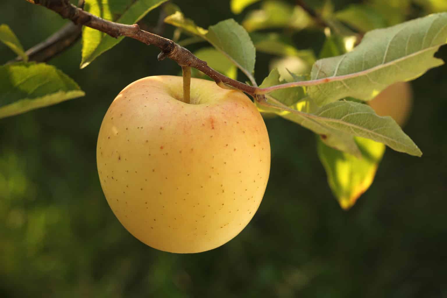 6 Fruit Trees That Thrive in Zone 7 - AZ Animals