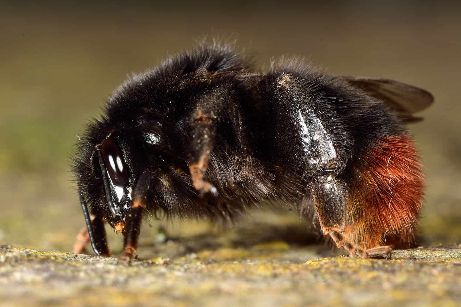 Discover 4 Different Colors Of Bees (Most Common to Rarest) - A-Z Animals