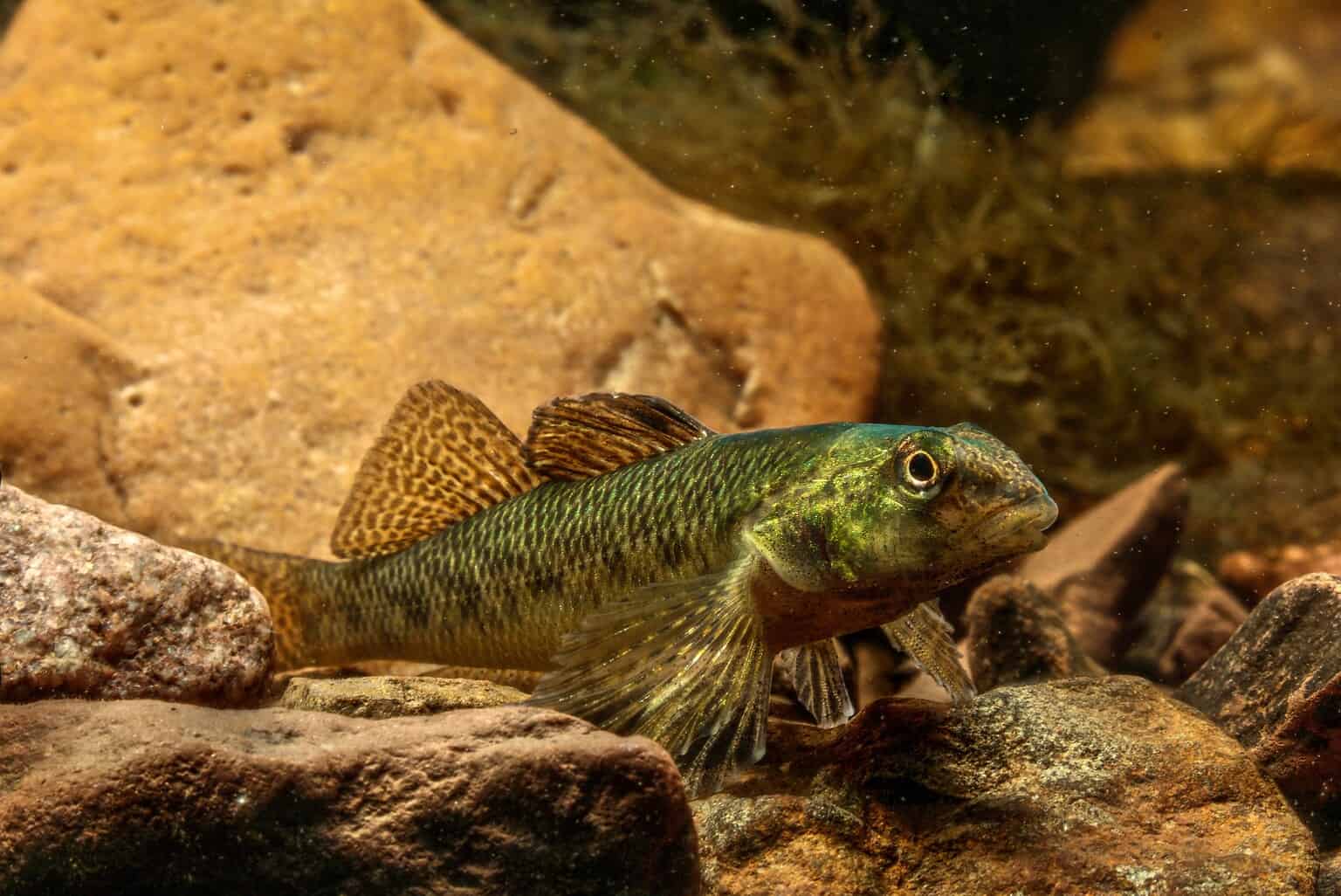 6 Popular Types Of Darter Fish - A-Z Animals