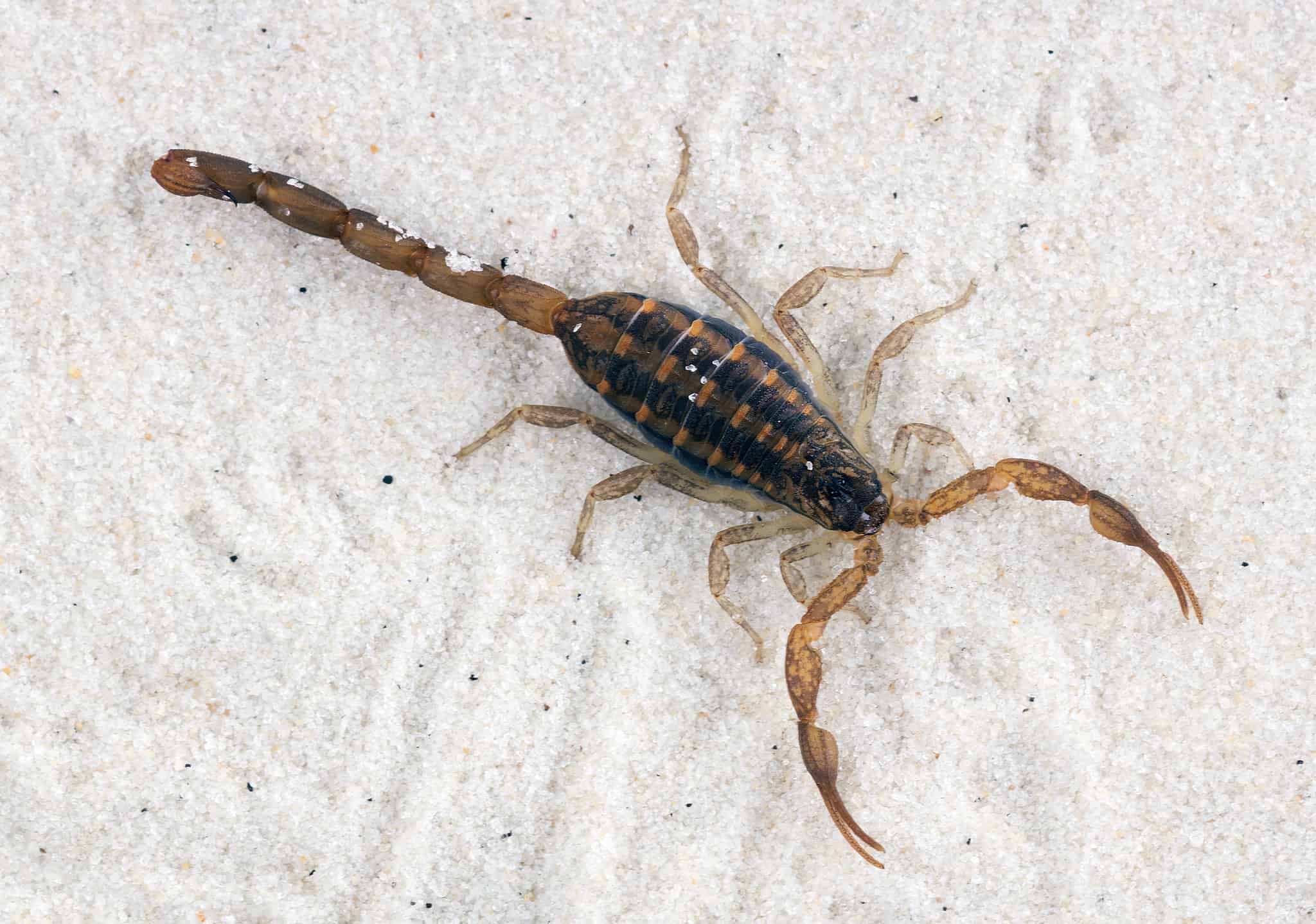 Scorpions in Arkansas: Where They Live and When They Sting