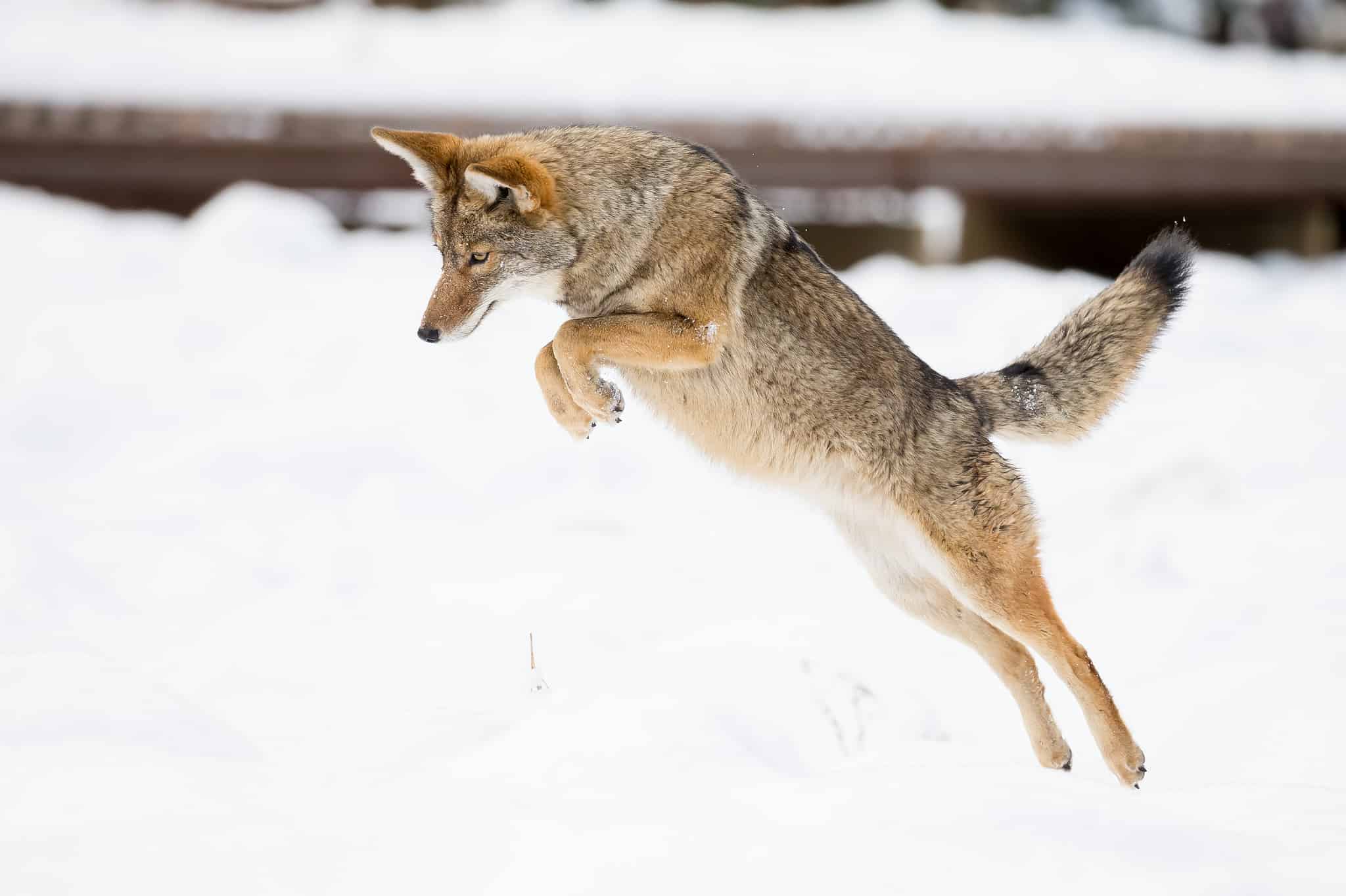 How High (And Far) Can Coyotes Jump? - A-Z Animals