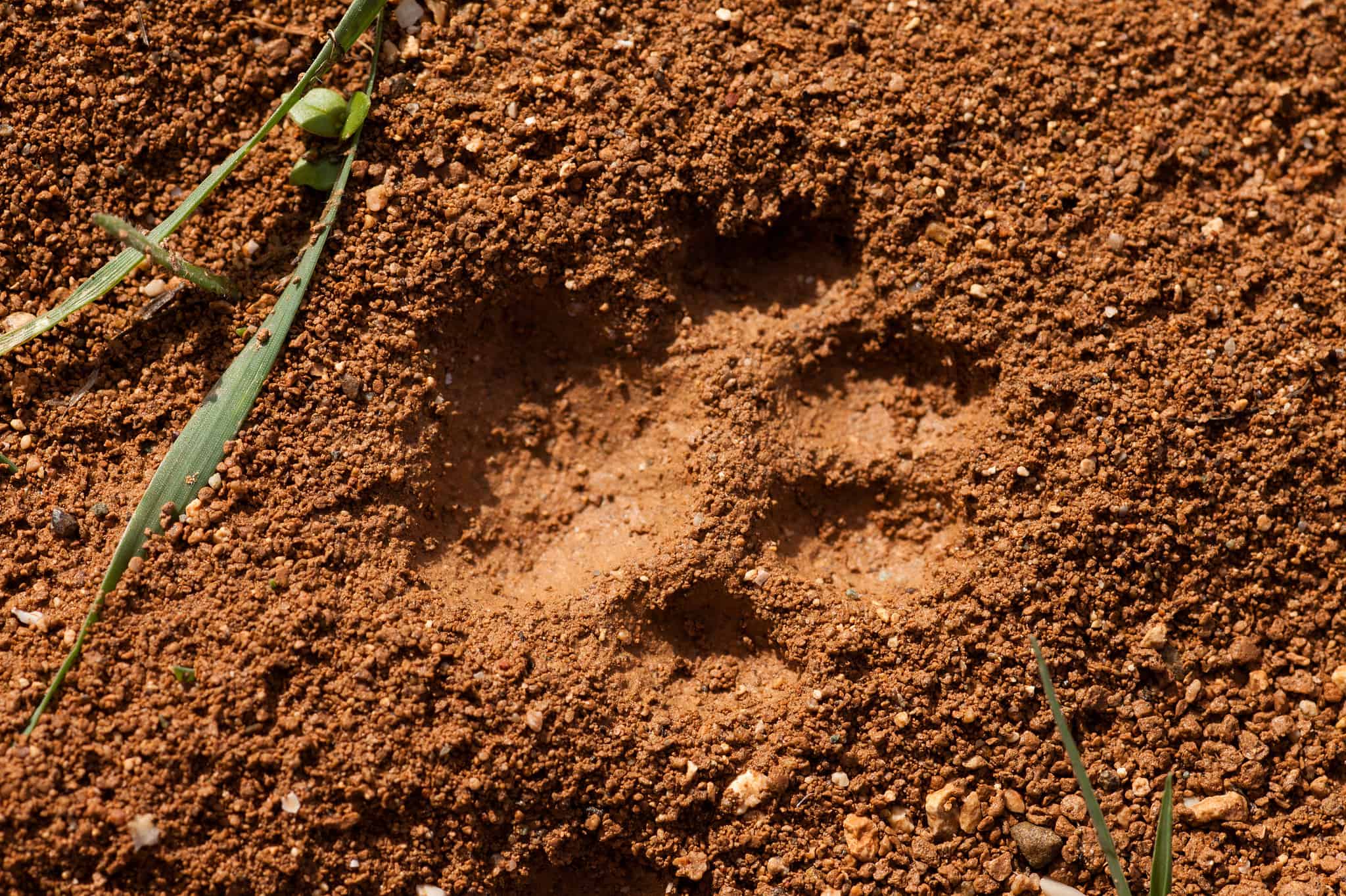 Backyard Animal Tracks Identification: A Complete Guide for 2024 - A-Z ...