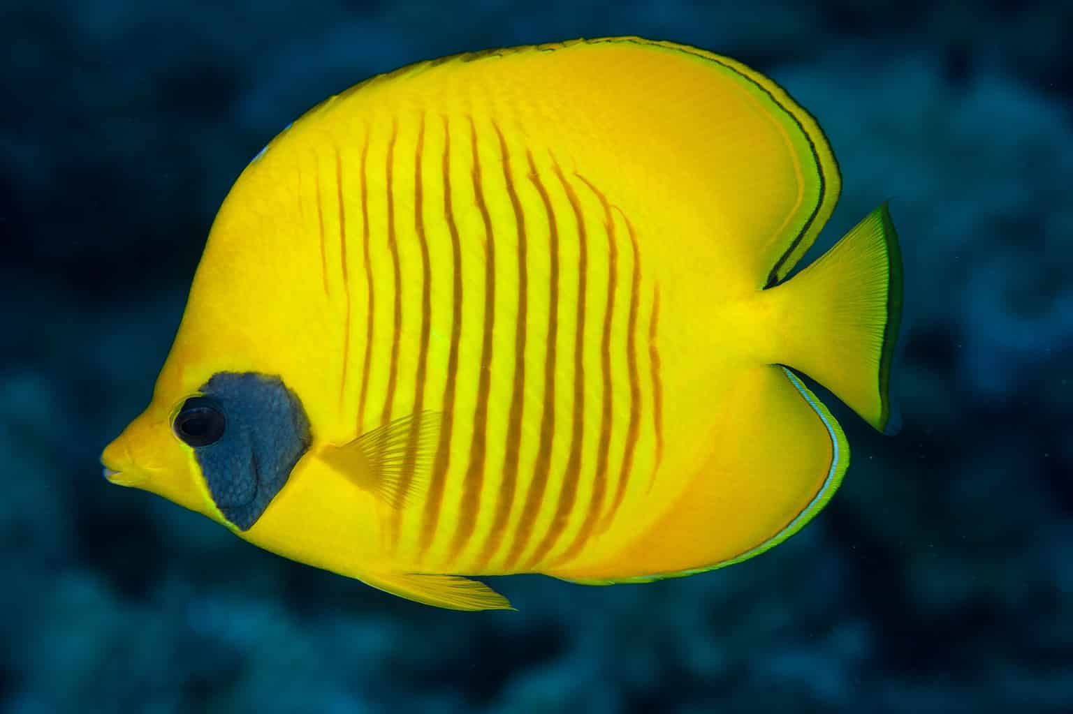 9 Types of Yellow Fish (With Pictures and Identification Guide) - A-Z ...