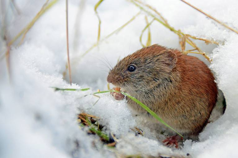 Meet the Creatures Most Active When Temperatures Drop - A-Z Animals