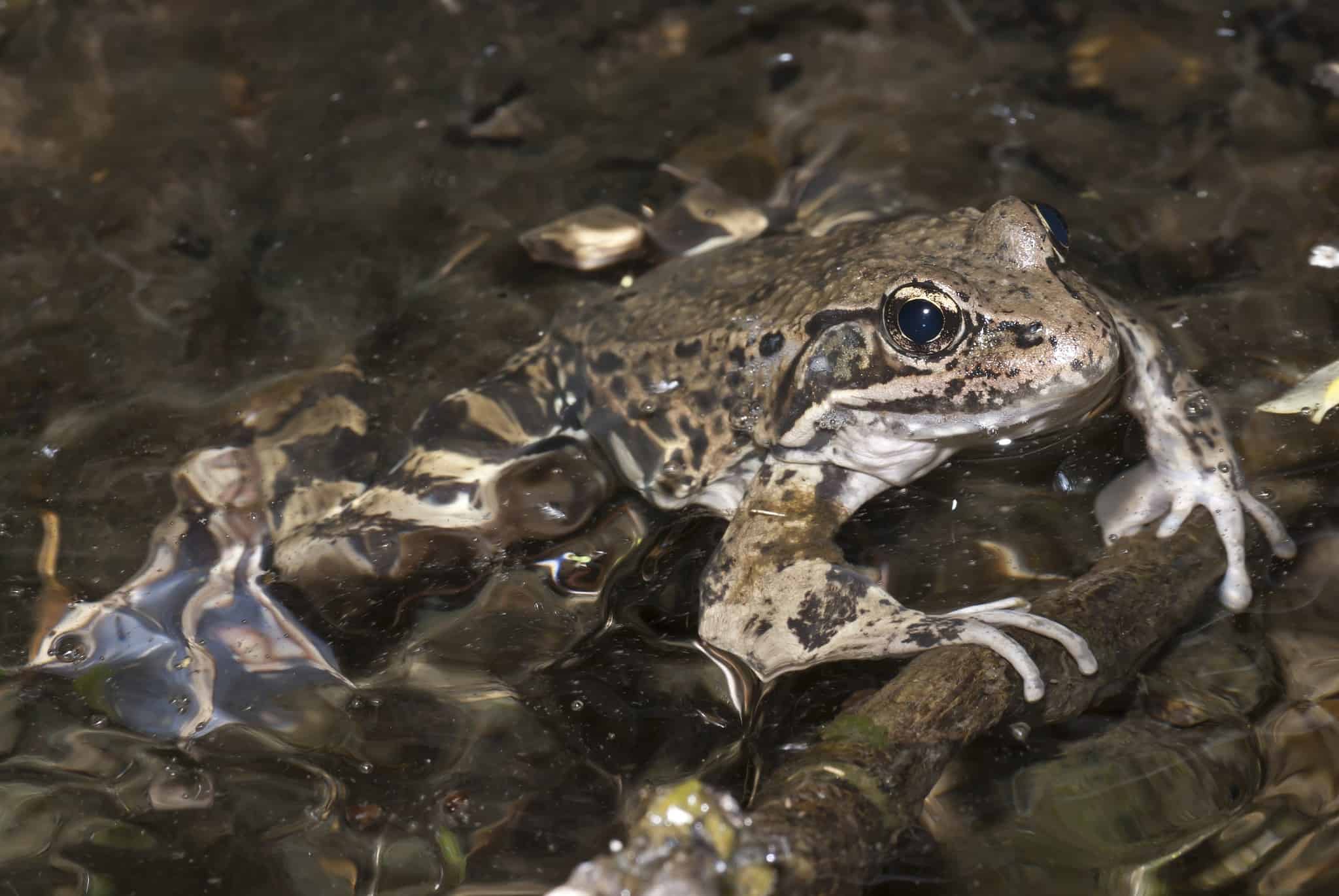 The Complete List of Every U.S. State Amphibian - A-Z Animals