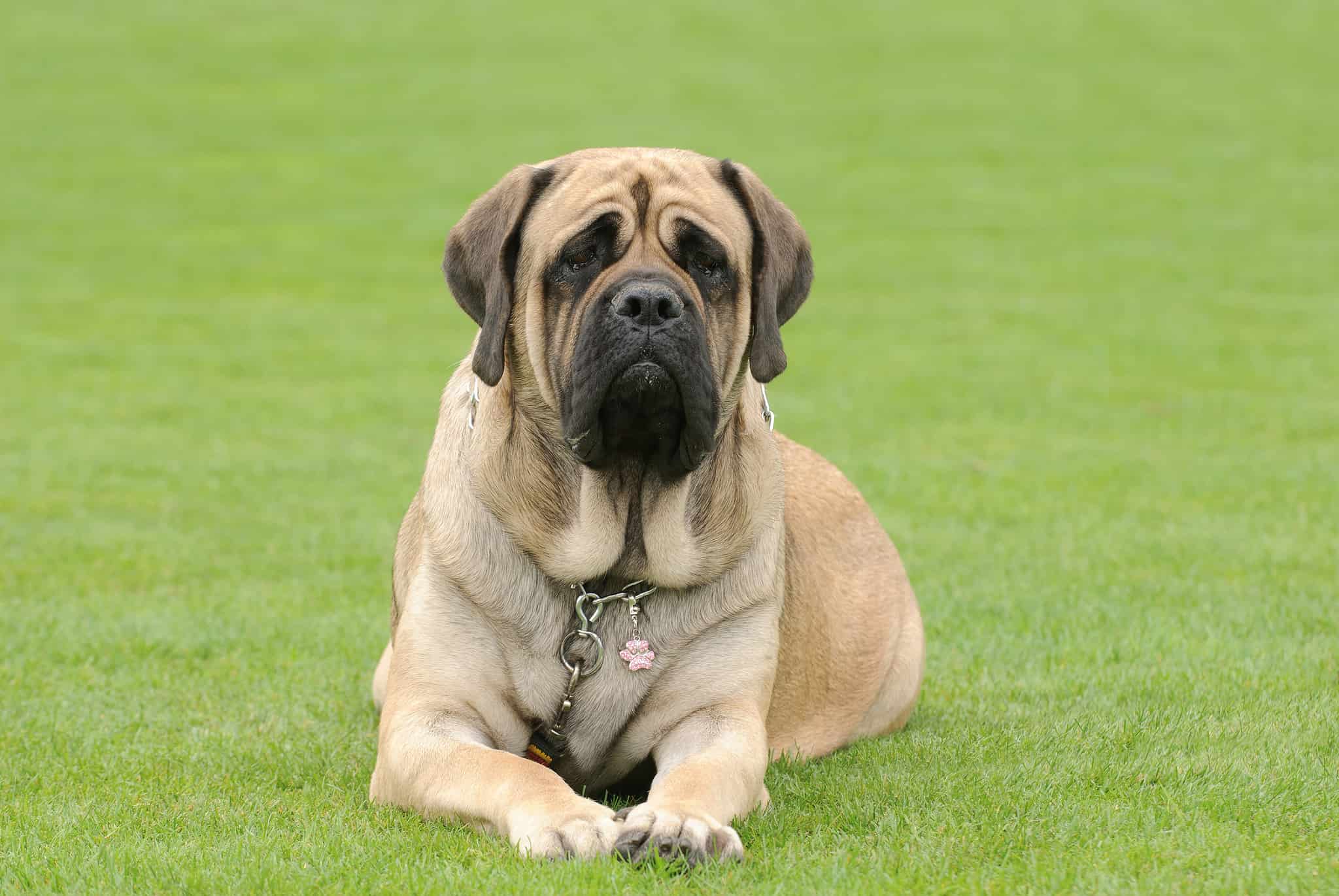 What Happens When a Dog Weighs More Than You? The Truth Behind ‘Gentle ...