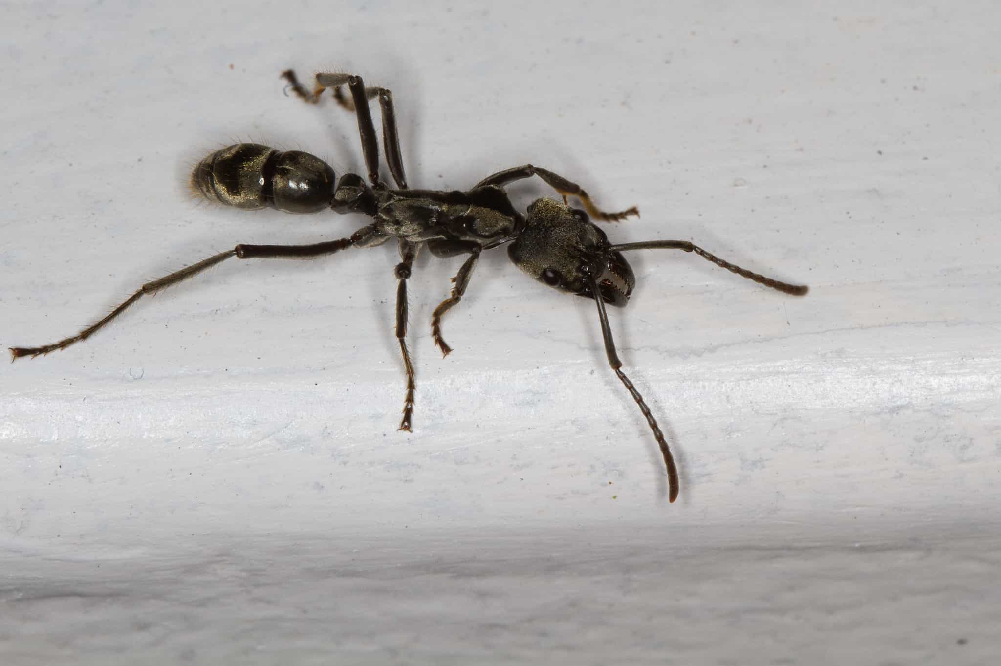 Yes, Some Ants Can Swim! Facts About Those That Can and Cannot - A-Z ...