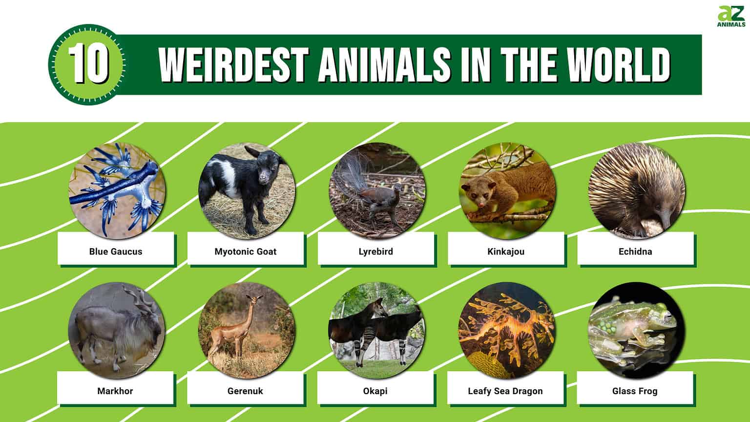 10 Weirdest Animals in the World: A Journey Through Nature's Oddities