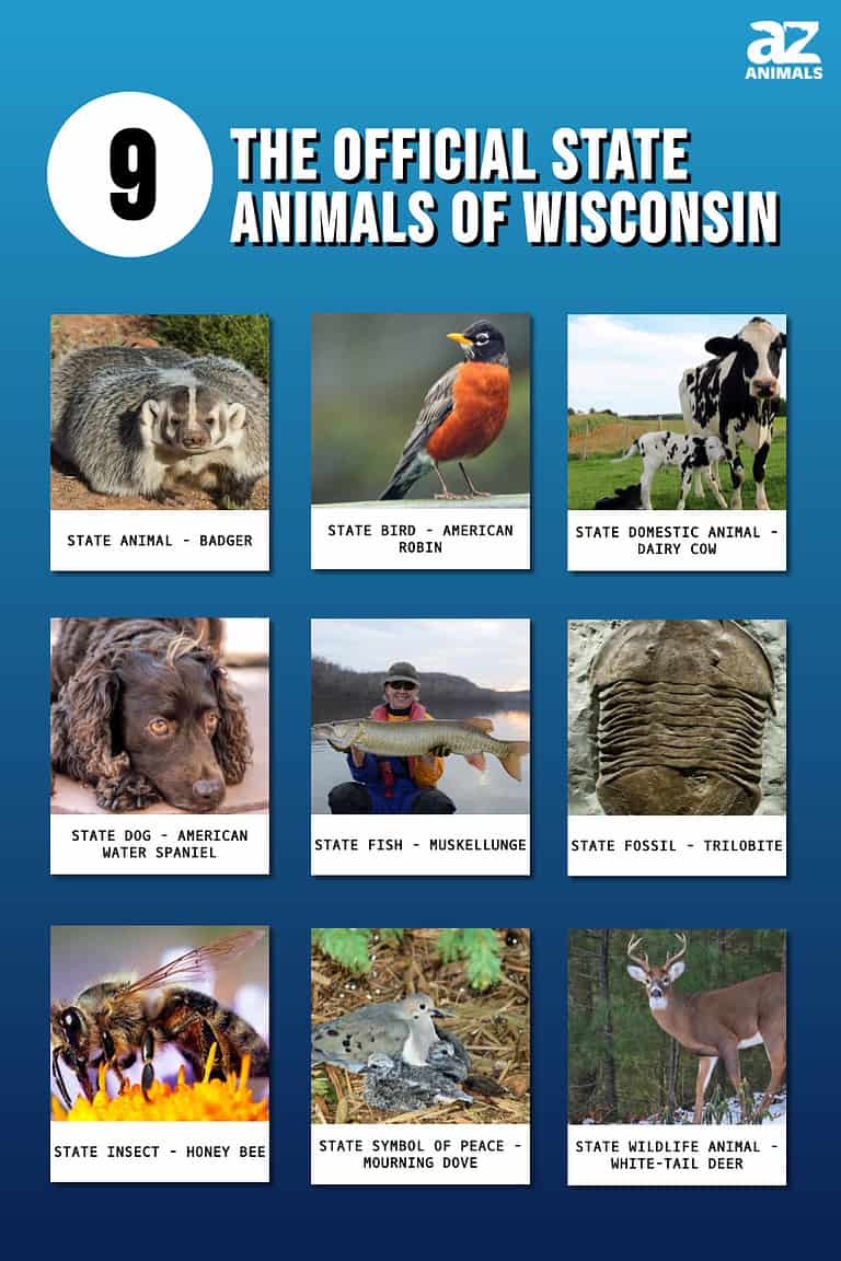 Discover the 9 Official State Animals of Wisconsin - A-Z Animals