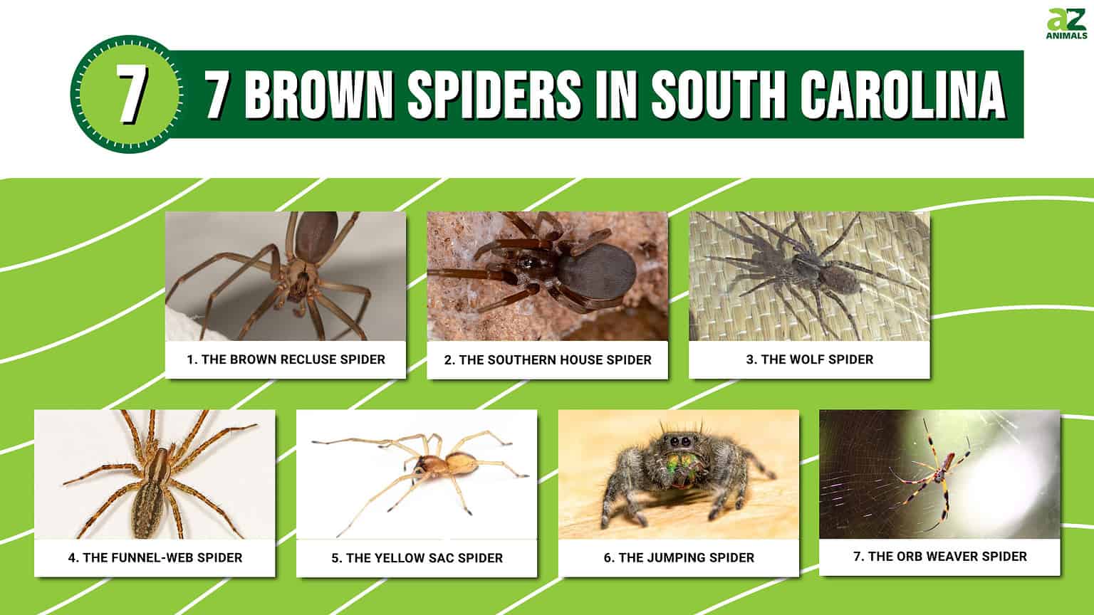 Discover 7 Brown Spiders in South Carolina - A-Z Animals